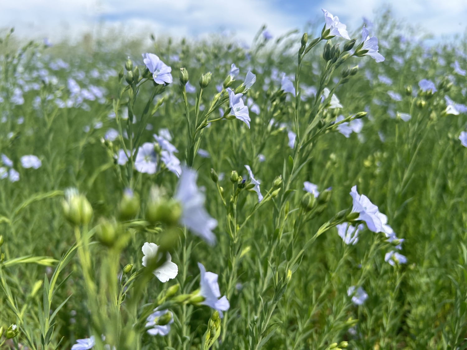 Blog – Purity Seeds