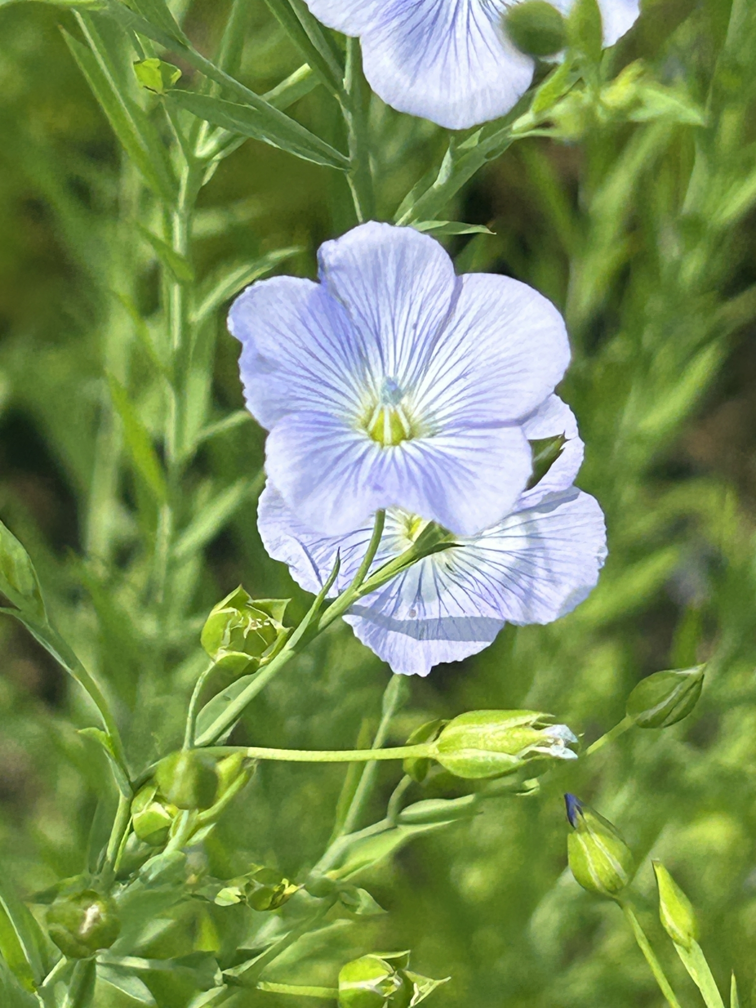 Blog – Purity Seeds