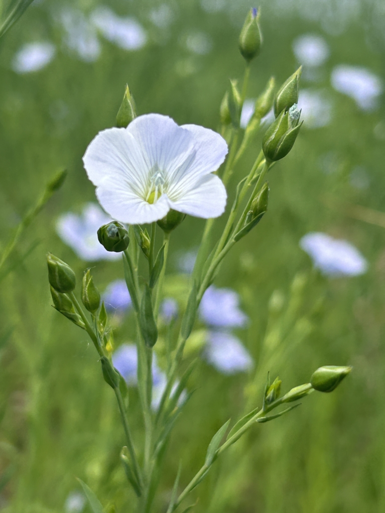 Blog – Purity Seeds